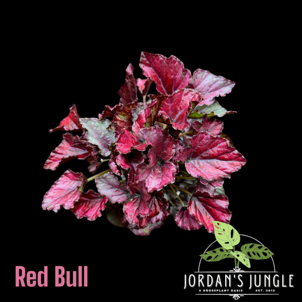 Begonia Rex ‘Red Bull’ – Jordan's Jungle