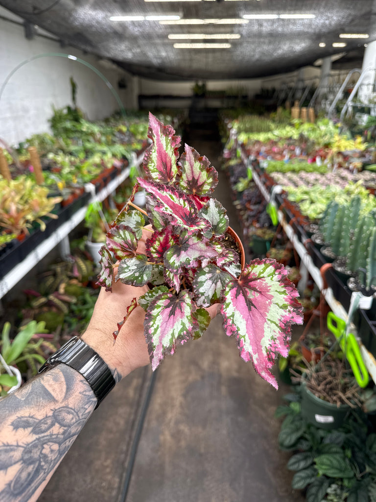 Begonia Rex 'Harmony's Red Star' – Jordan's Jungle