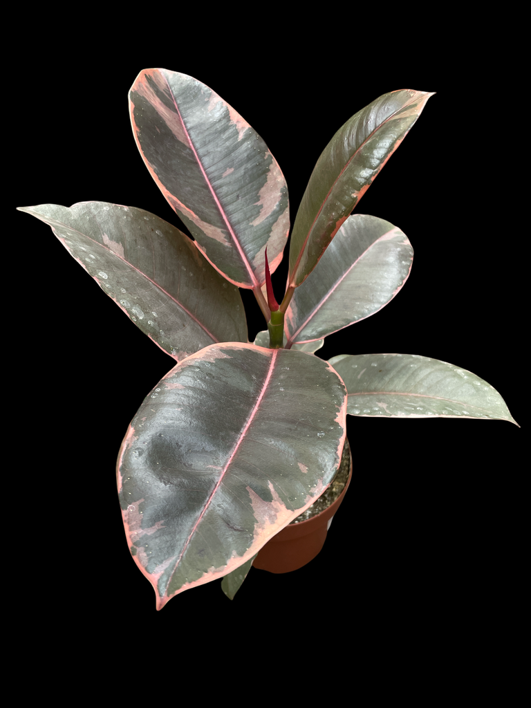 Ficus Elastica - Ruby – Jordan's Jungle