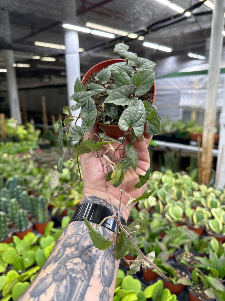 Piper 'Silver Flecks' – Jordan's Jungle