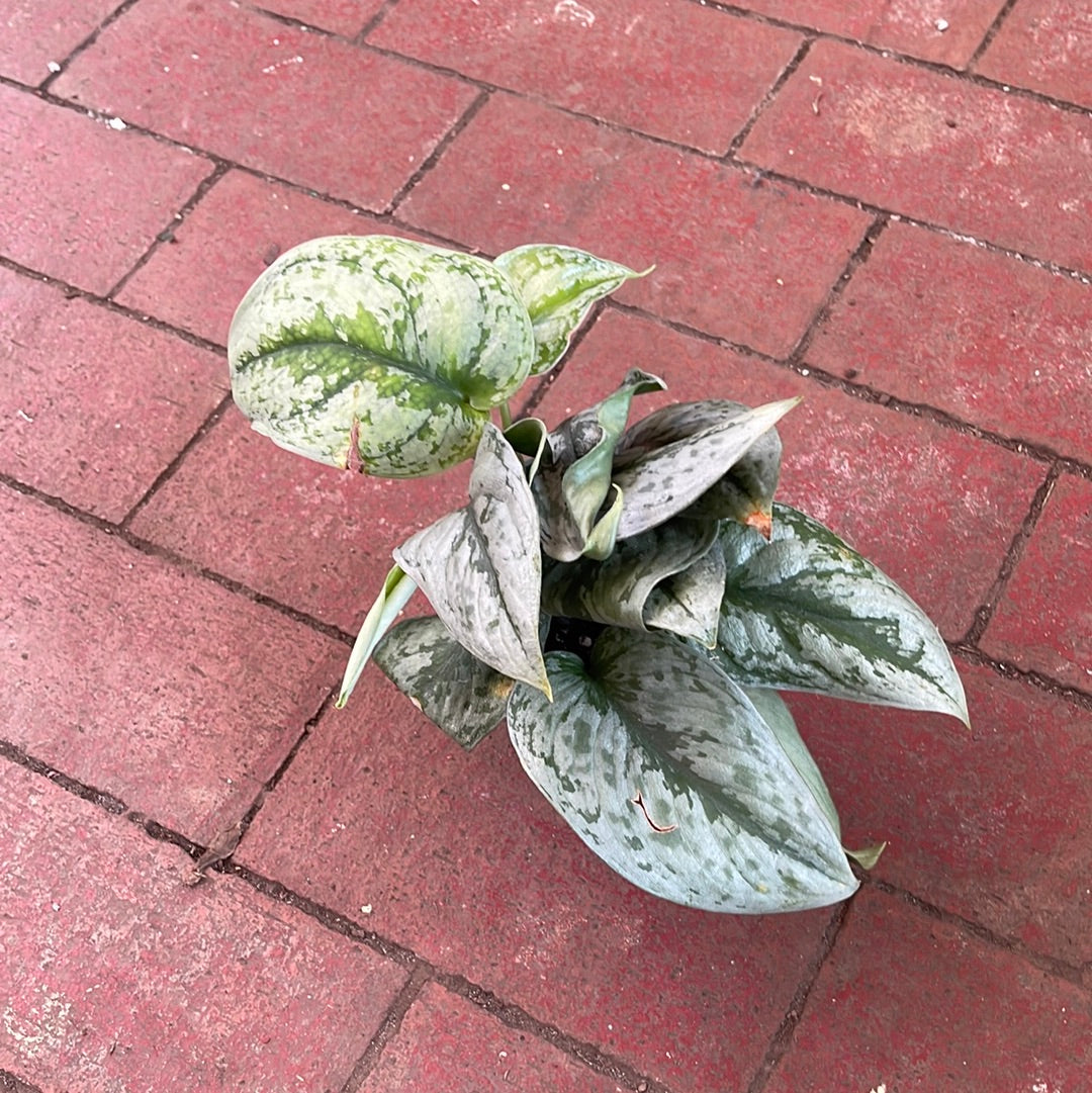 Scindapsus Exotica "Silver Satin" – Jordan's Jungle
