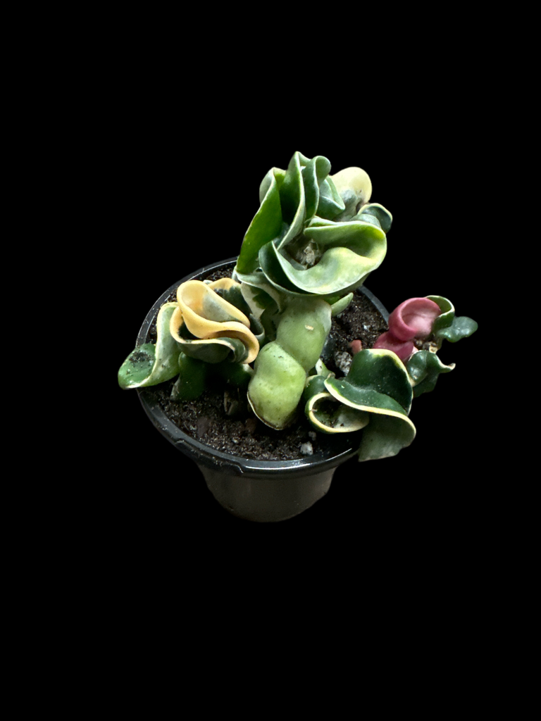 Hoya Compacta Variegata – Jordan's Jungle