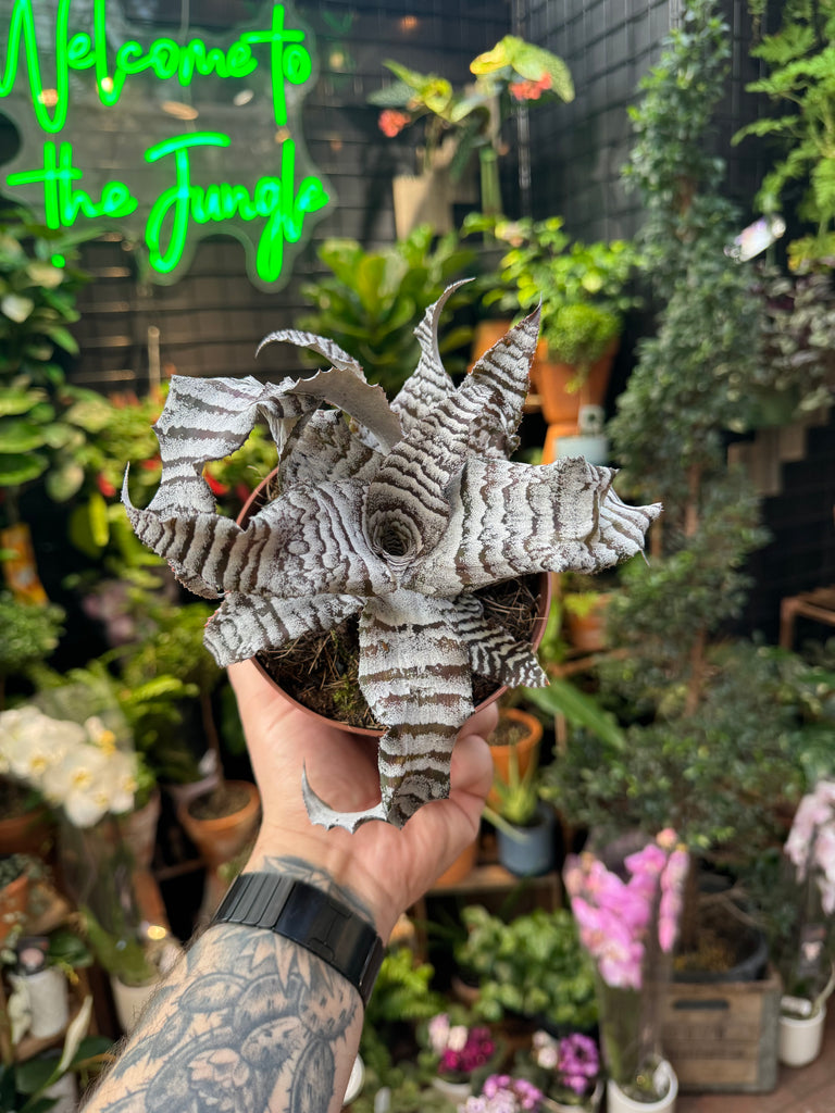 Cryptanthus 'Absolute Zero' – Jordan's Jungle