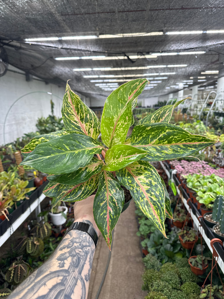 Aglaonema ‘Etta Rose' – Jordan's Jungle