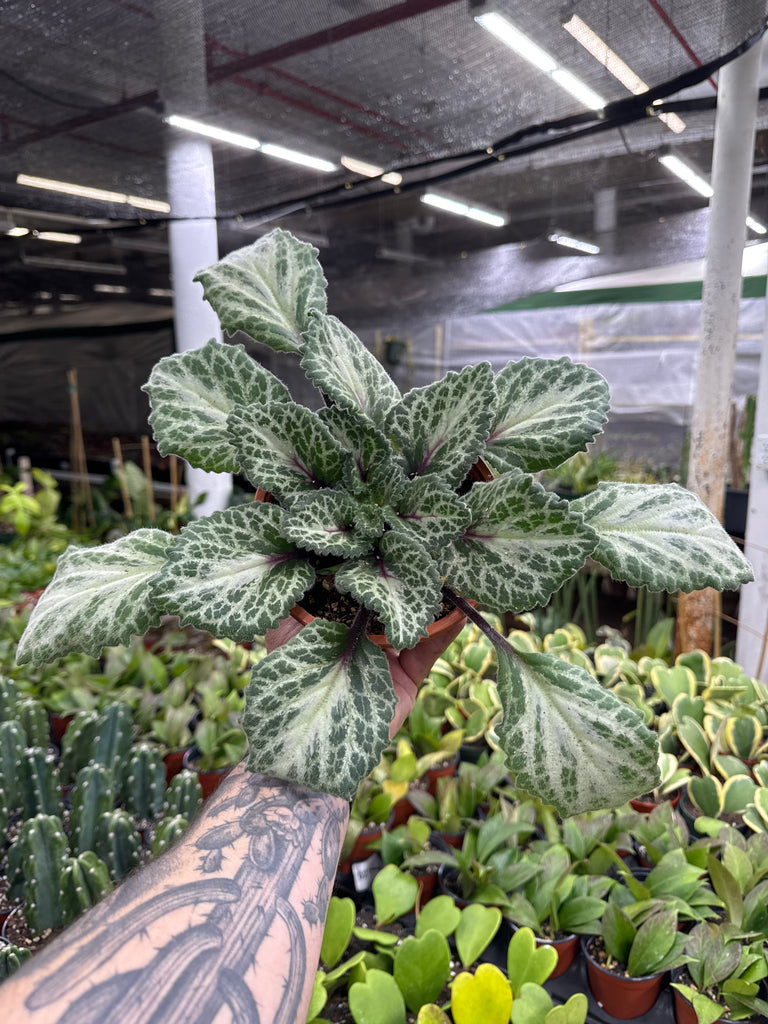 Primulina ‘Loki' – Jordan's Jungle