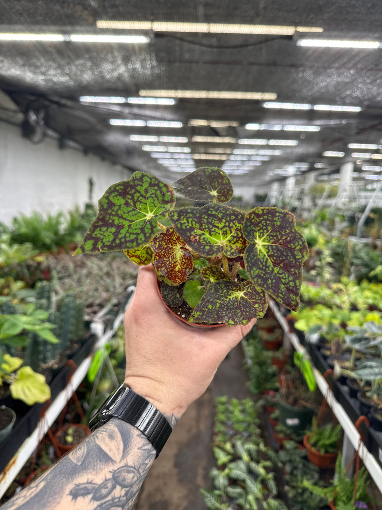 Begonia Rex ‘Aces High' – Jordan's Jungle
