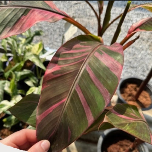 Musa Nono Pink Variegated Banana – Jordan's Jungle