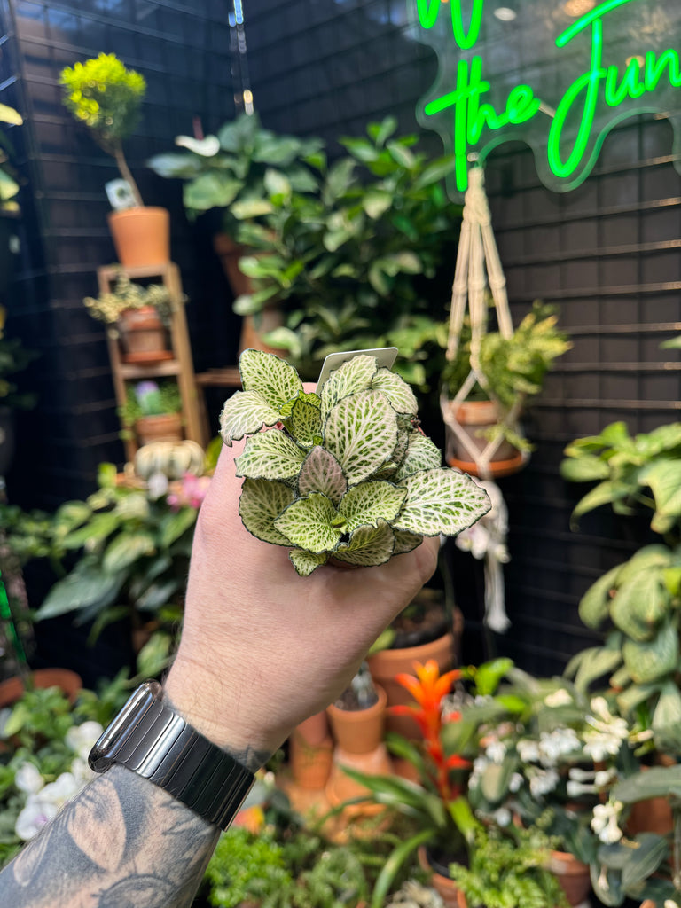 Fittonia ‘Purple Snow Anne' – Jordan's Jungle