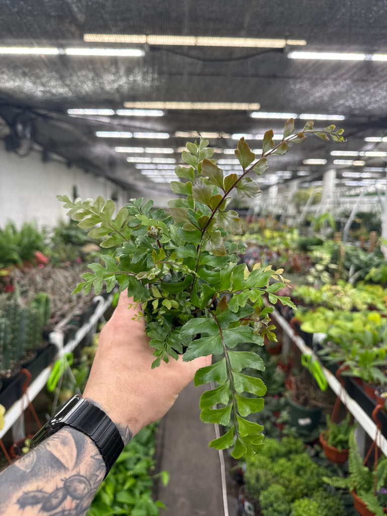 Didymochlaena Truncatula (Mahogany Fern) – Jordan's Jungle