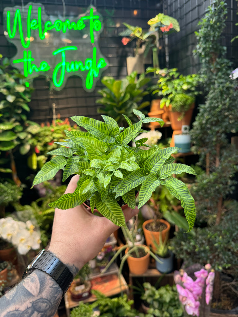 Golden Zebra Bamboo Fern – Jordan's Jungle