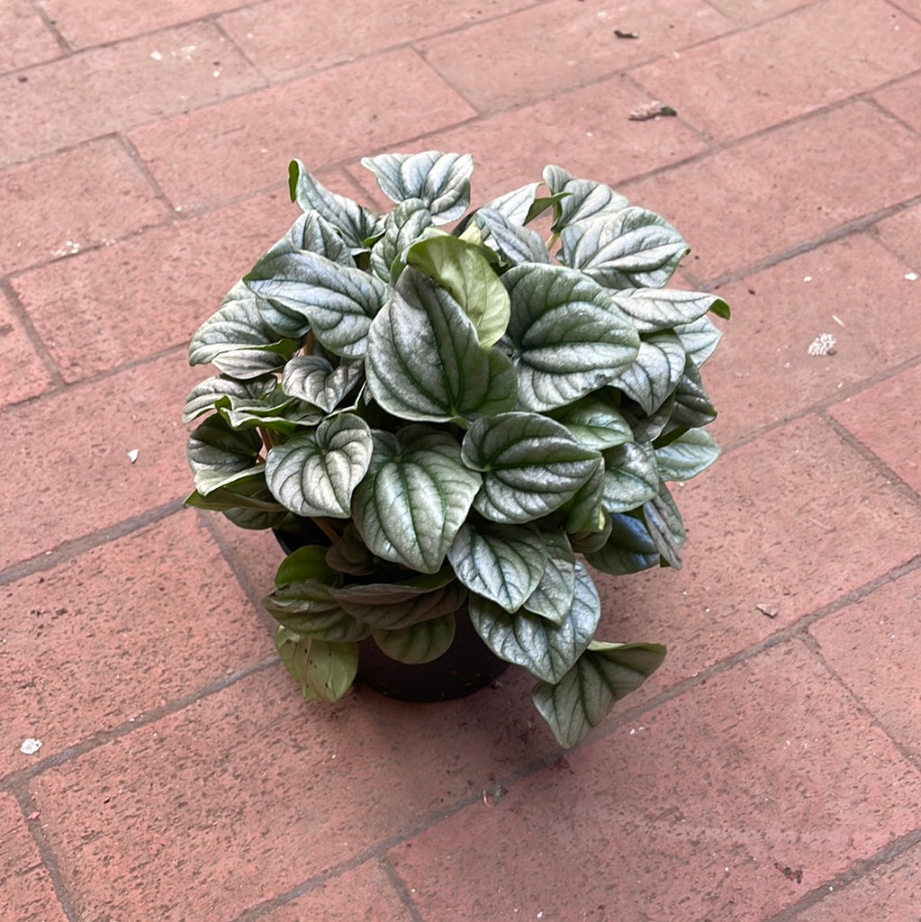 Peperomia Frost – Jordan's Jungle