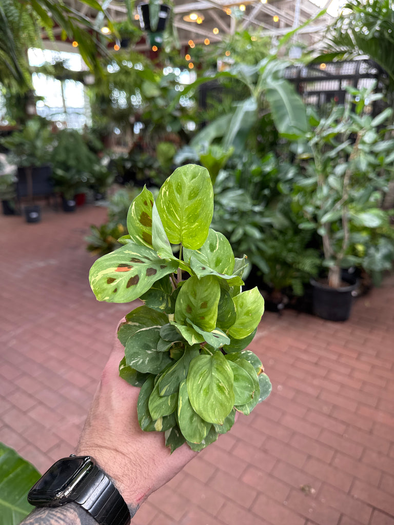 Maranta leuconeura variegata – Jordan's Jungle