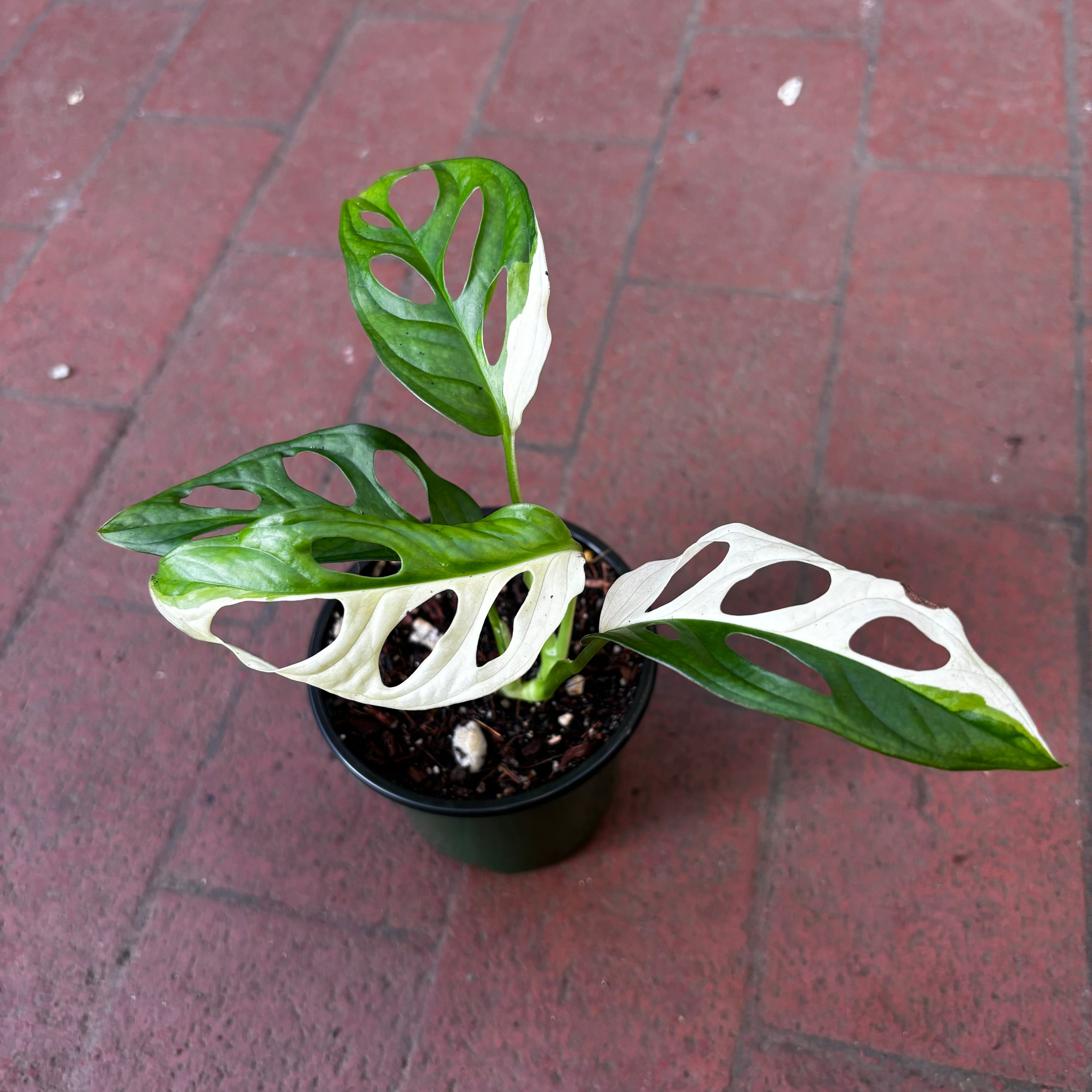 Monstera Adansonii Albo Variegata – Jordan's Jungle