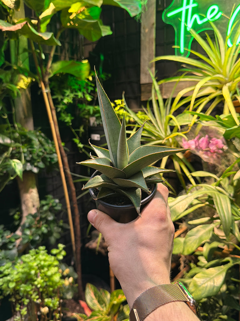 Sansevieria 'Grey Tower' – Jordan's Jungle