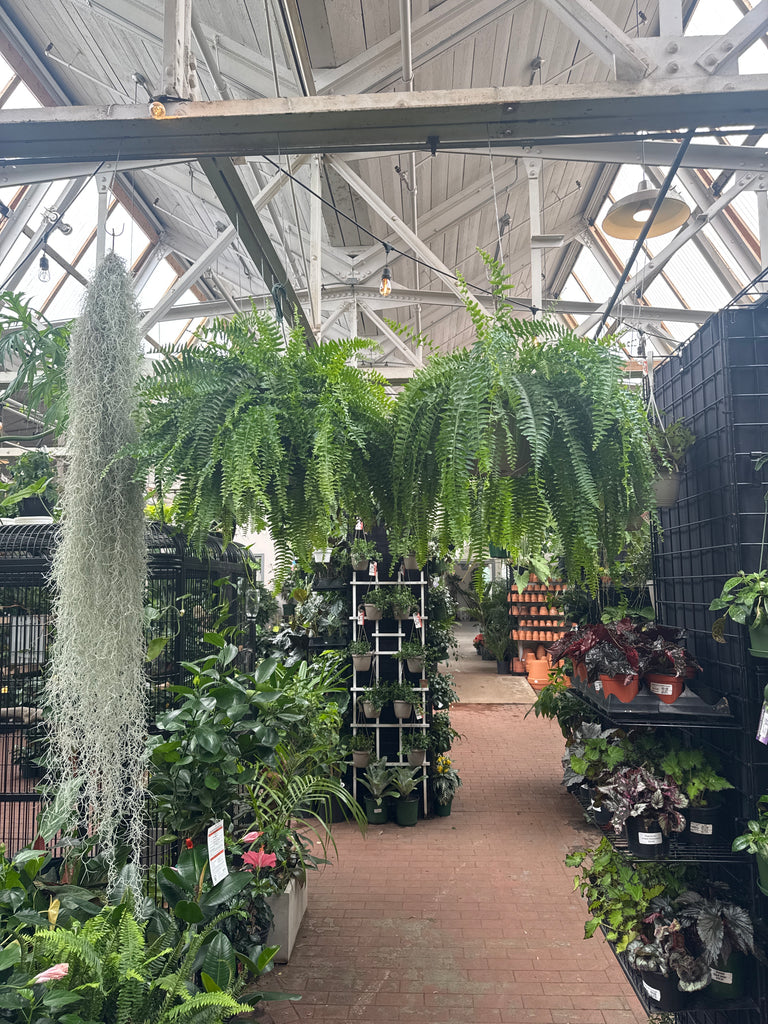 Nephrolepis Exaltata (Boston Fern) – Jordan's Jungle