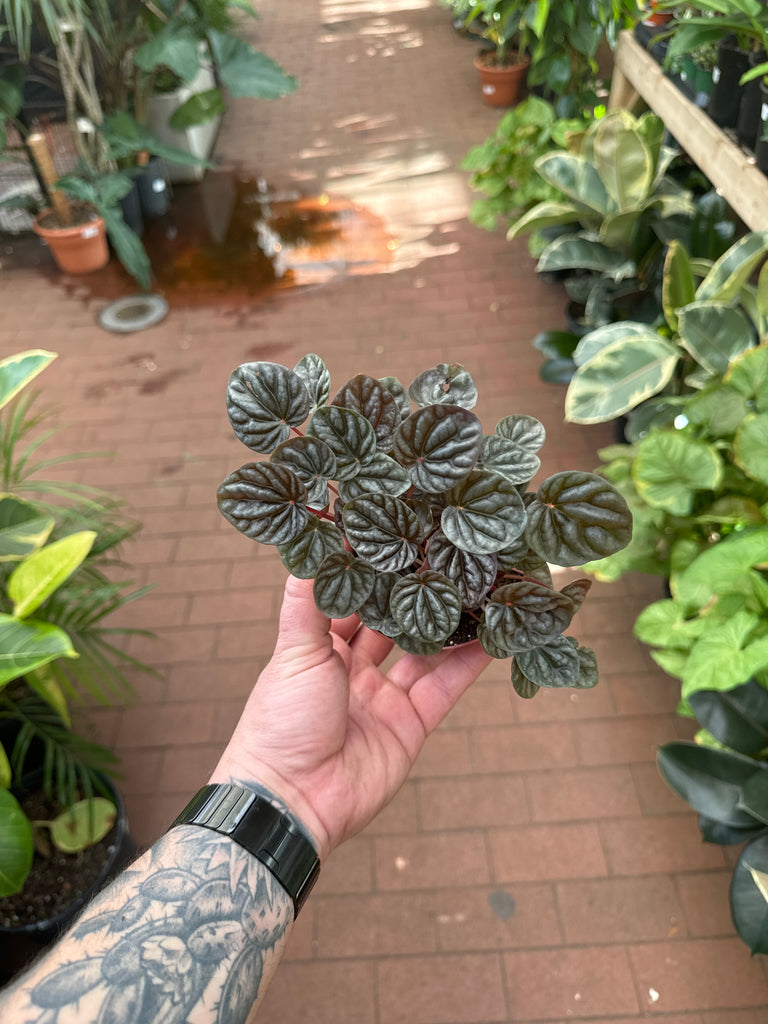 Peperomia Silver Luna – Jordan's Jungle