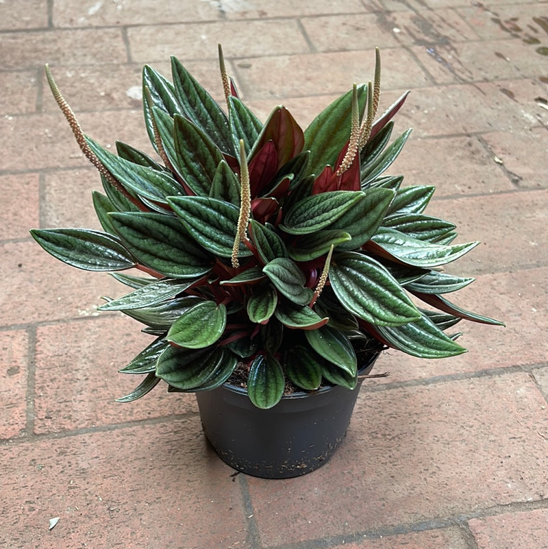 Peperomia Rosso – Jordan's Jungle