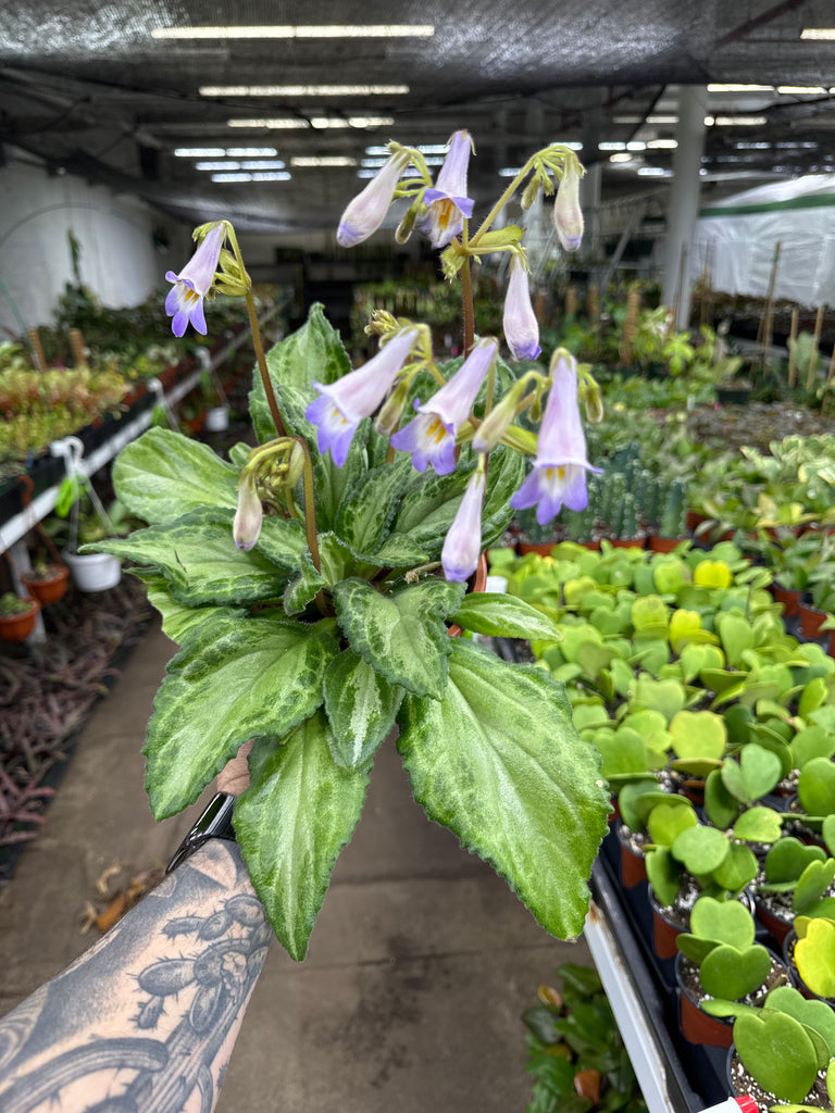 Primulina sinensis 'Silver' – Jordan's Jungle