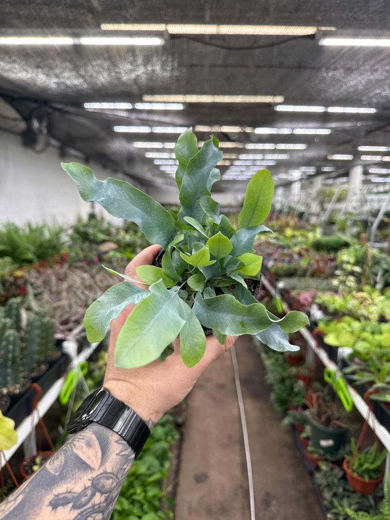 Phlebodium aureum 'Blue Star Fern' – Jordan's Jungle