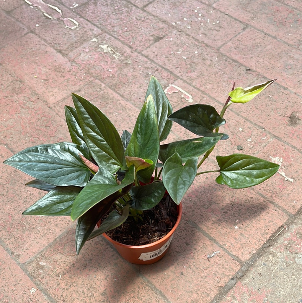 Syngonium Erythrophyllum 'Red Arrow' – Jordan's Jungle