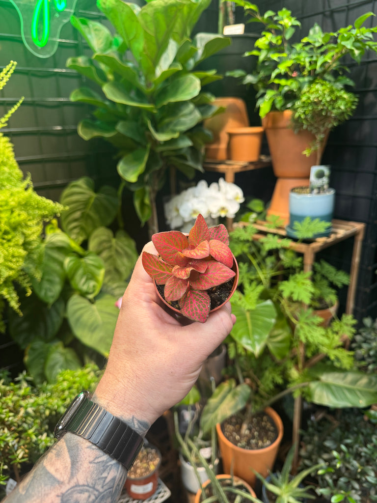 Fittonia ‘Red Flame' – Jordan's Jungle
