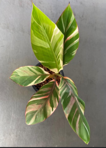 Musa Nono Pink Variegated Banana – Jordan's Jungle