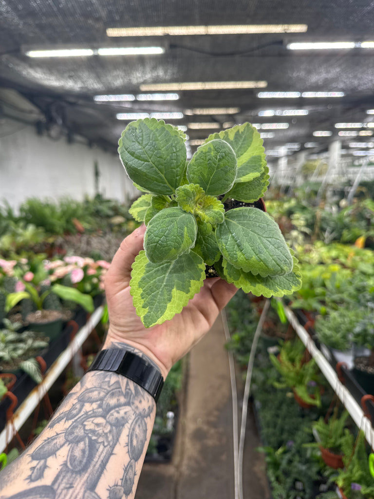 Swedish Ivy (Plectranthus) Upright Gold – Jordan's Jungle