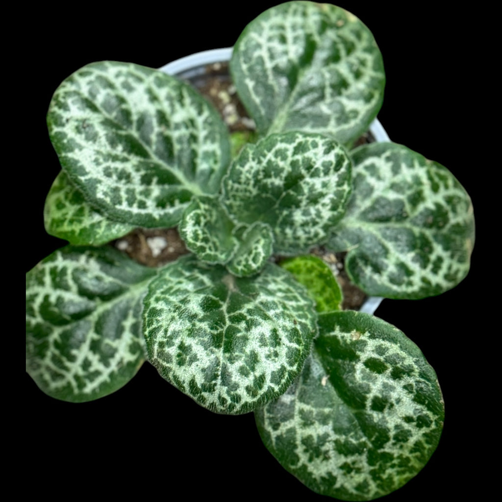 Primulina dyras 'Pretty Turtle' – Jordan's Jungle