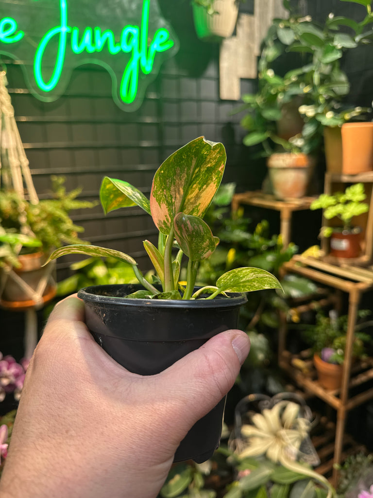 Philodendron Congo Nuclear Variegata – Jordan's Jungle
