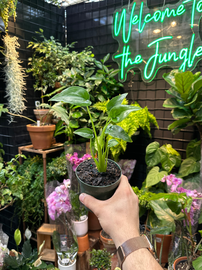 Alocasia 'Tiny Dancer' – Jordan's Jungle