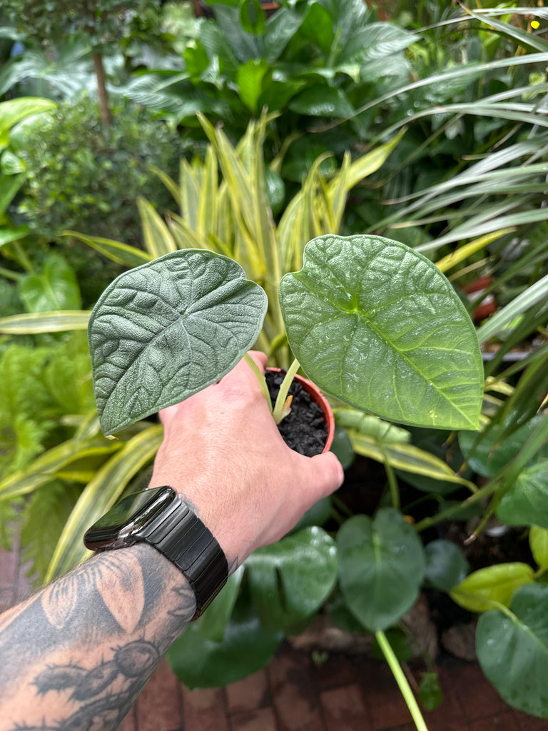 Alocasia Melo (Rhino Skin) – Jordan's Jungle