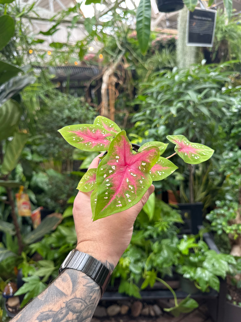 Caladium 'Pretty Pink' – Jordan's Jungle