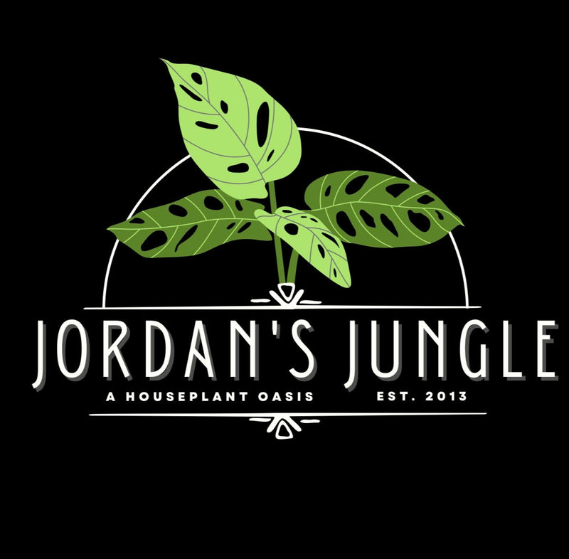 Tacca (Bat flower) Care Guide – Jordan's Jungle