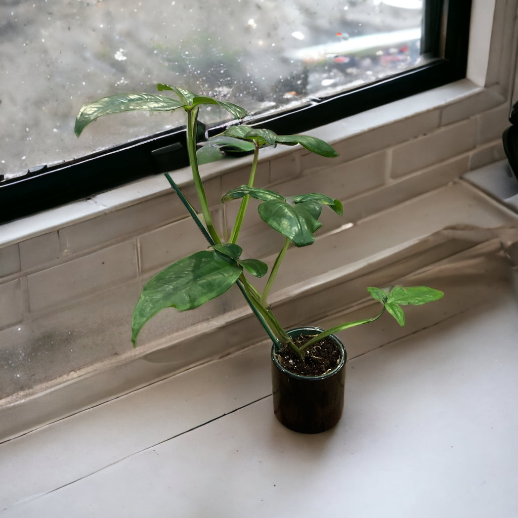 Syngonium Auritum (Tri-Leaf Wonder) – Jordan's Jungle