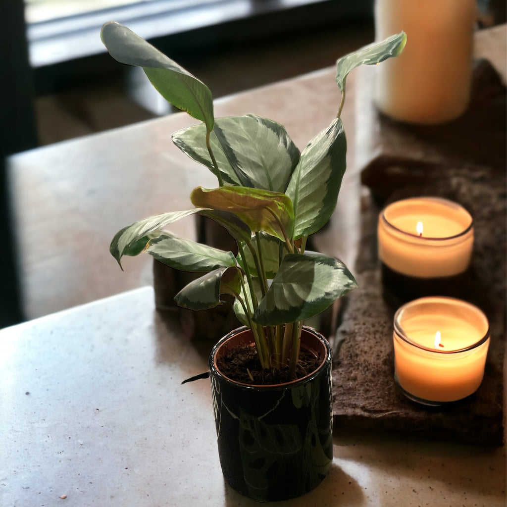 Calathea 'Royal Standard' – Jordan's Jungle