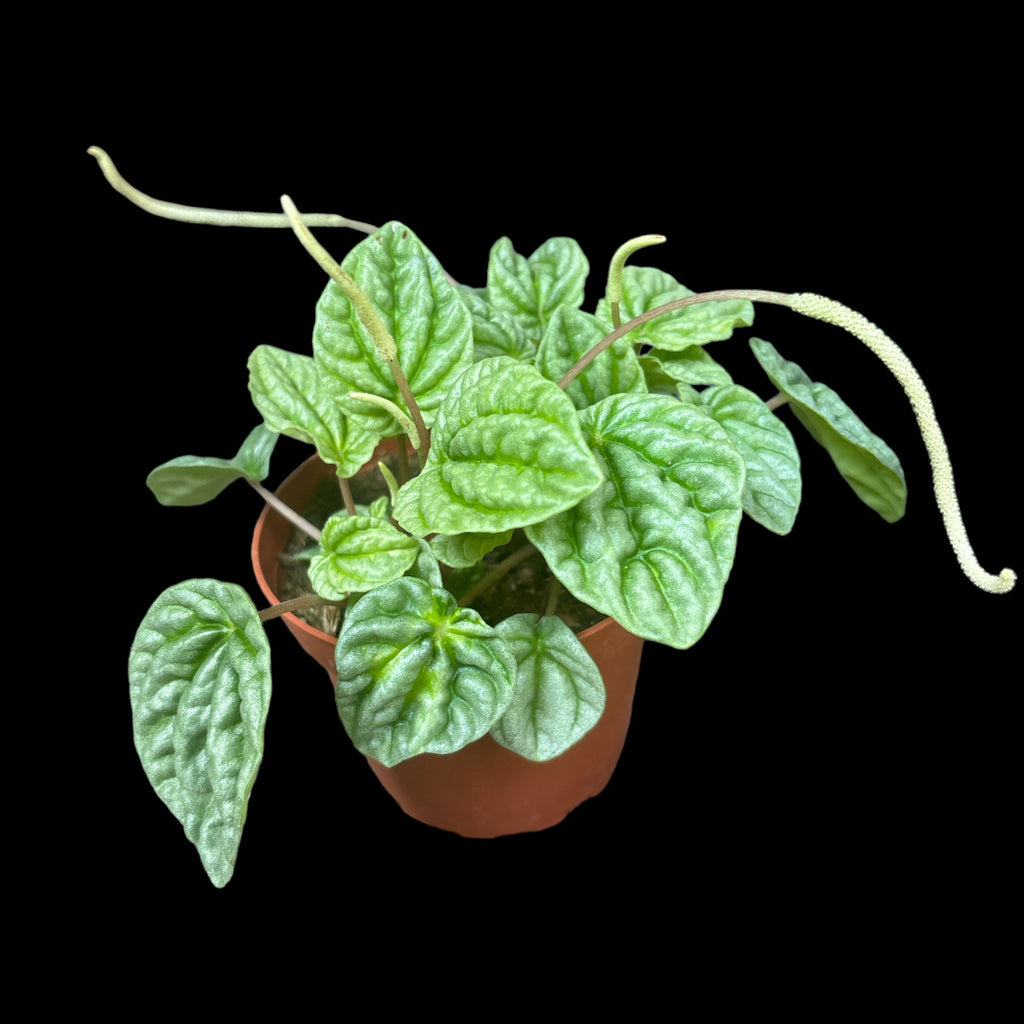 Peperomia Emerald Ripple – Jordan's Jungle