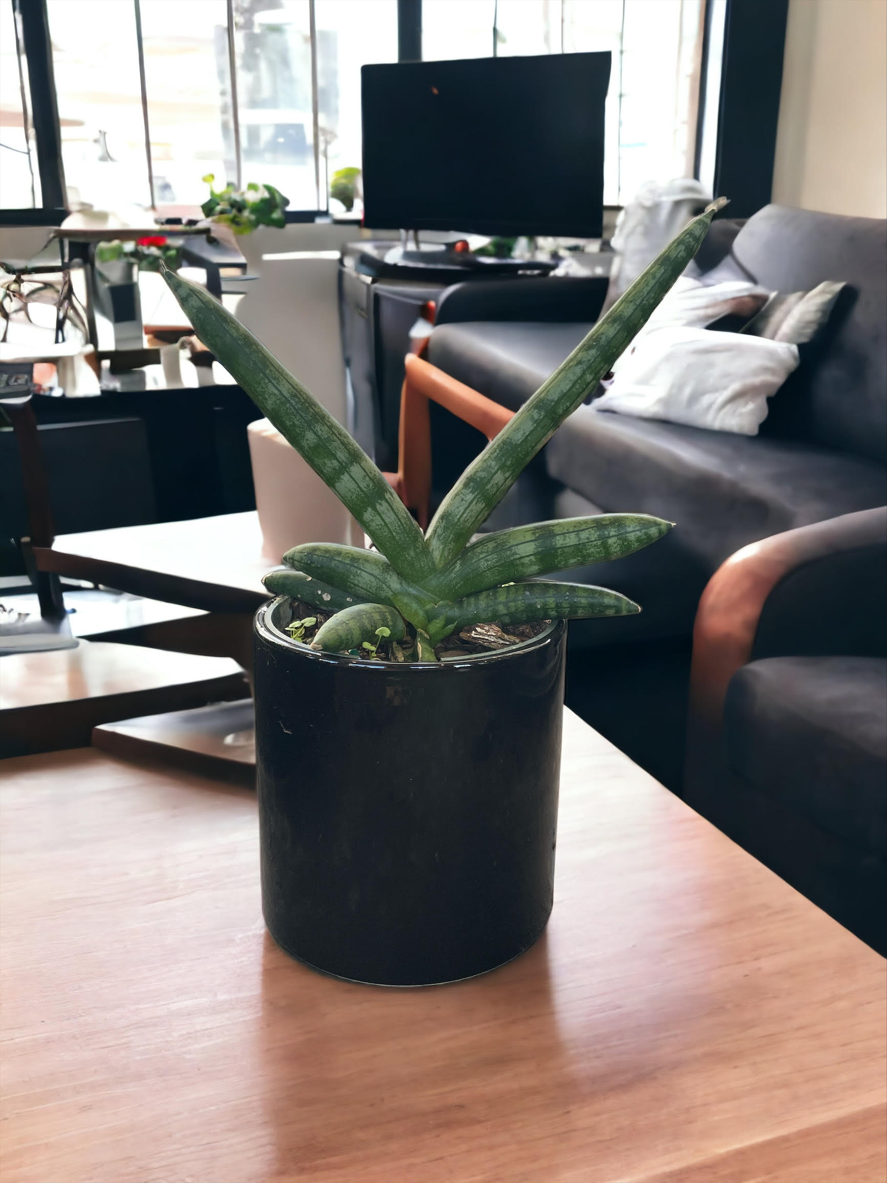 Sansevieria Boncel (Starfish) – Jordan's Jungle