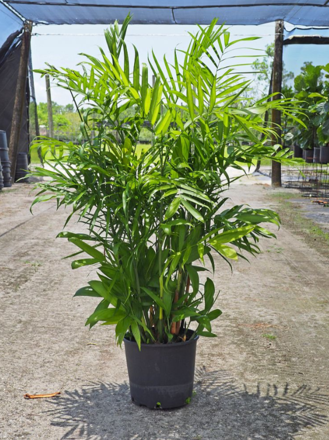 Chamaedorea "Florida Hybrid" – Jordan's Jungle