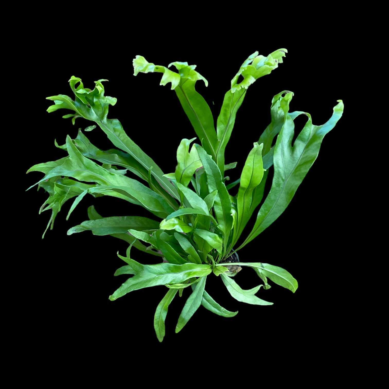 Microsorum punctatum "Green Flame Fern" – Jordan's Jungle