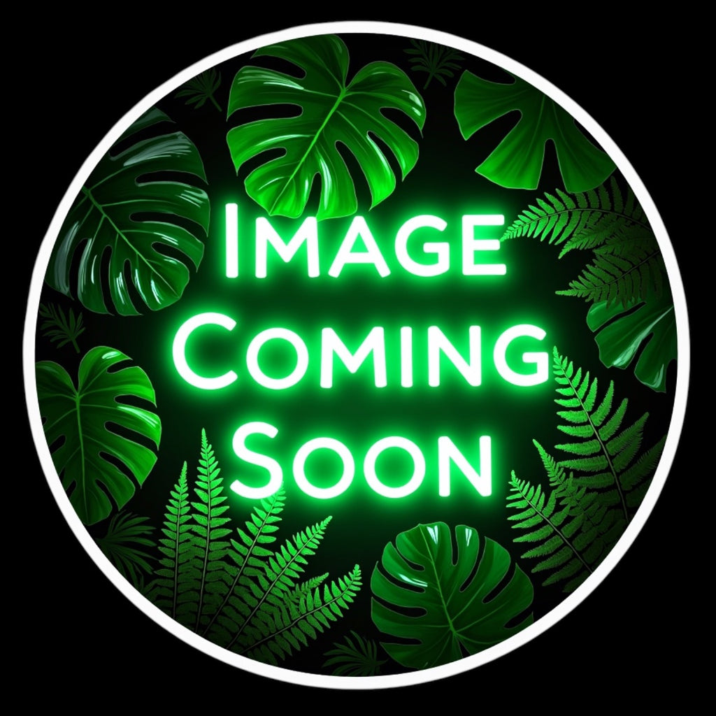 Cyathea cooperi 'Australian Tree Fern' – Jordan's Jungle