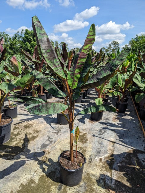Musa Zebrina Rojo – Jordan's Jungle