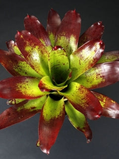 Neoregelia Candy Apple – Jordan's Jungle