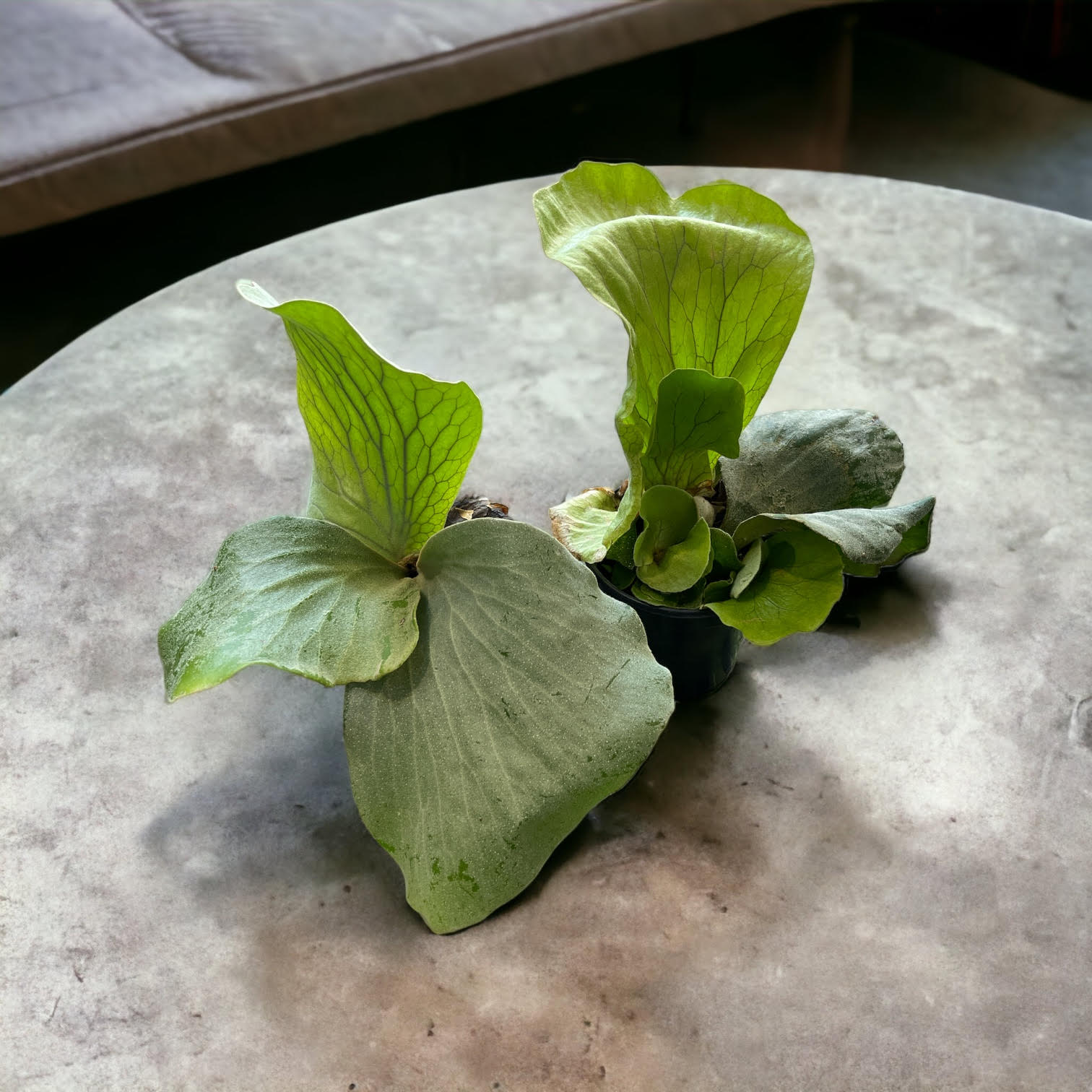 Platycerium elephantotis (Staghorn Fern) – Jordan's Jungle