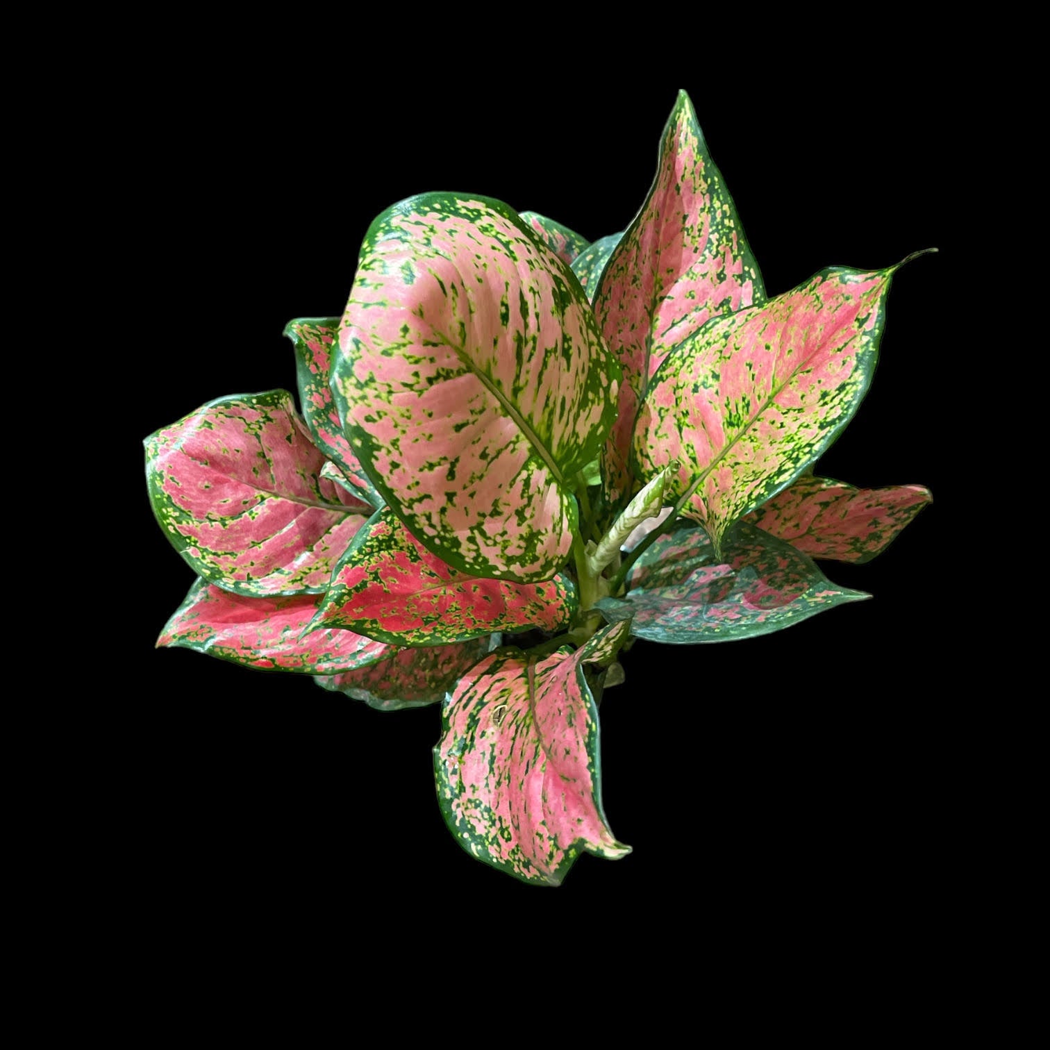 Aglaonema Ruby Ray – Jordan's Jungle