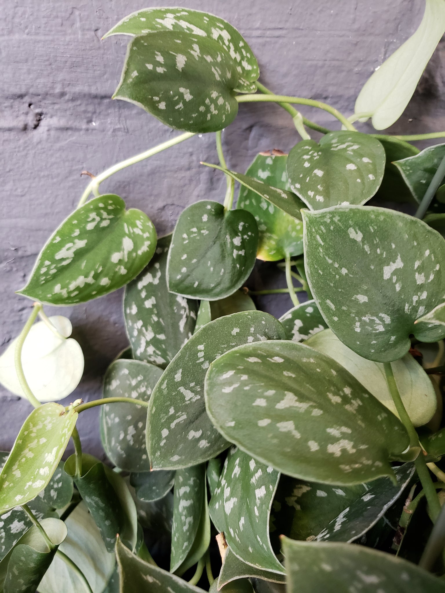 Scindapsus Pictus – Jordan's Jungle