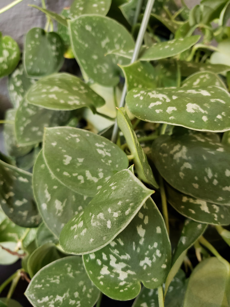 Scindapsus Pictus – Jordan's Jungle