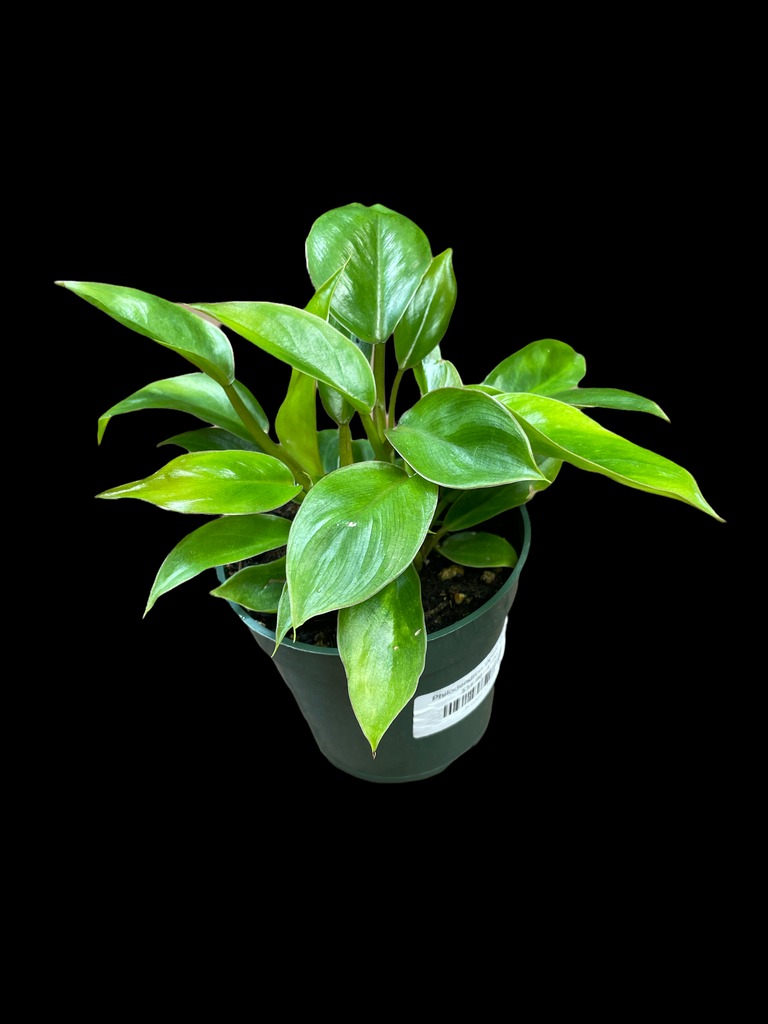 Philodendron 'Apple Green' – Jordan's Jungle