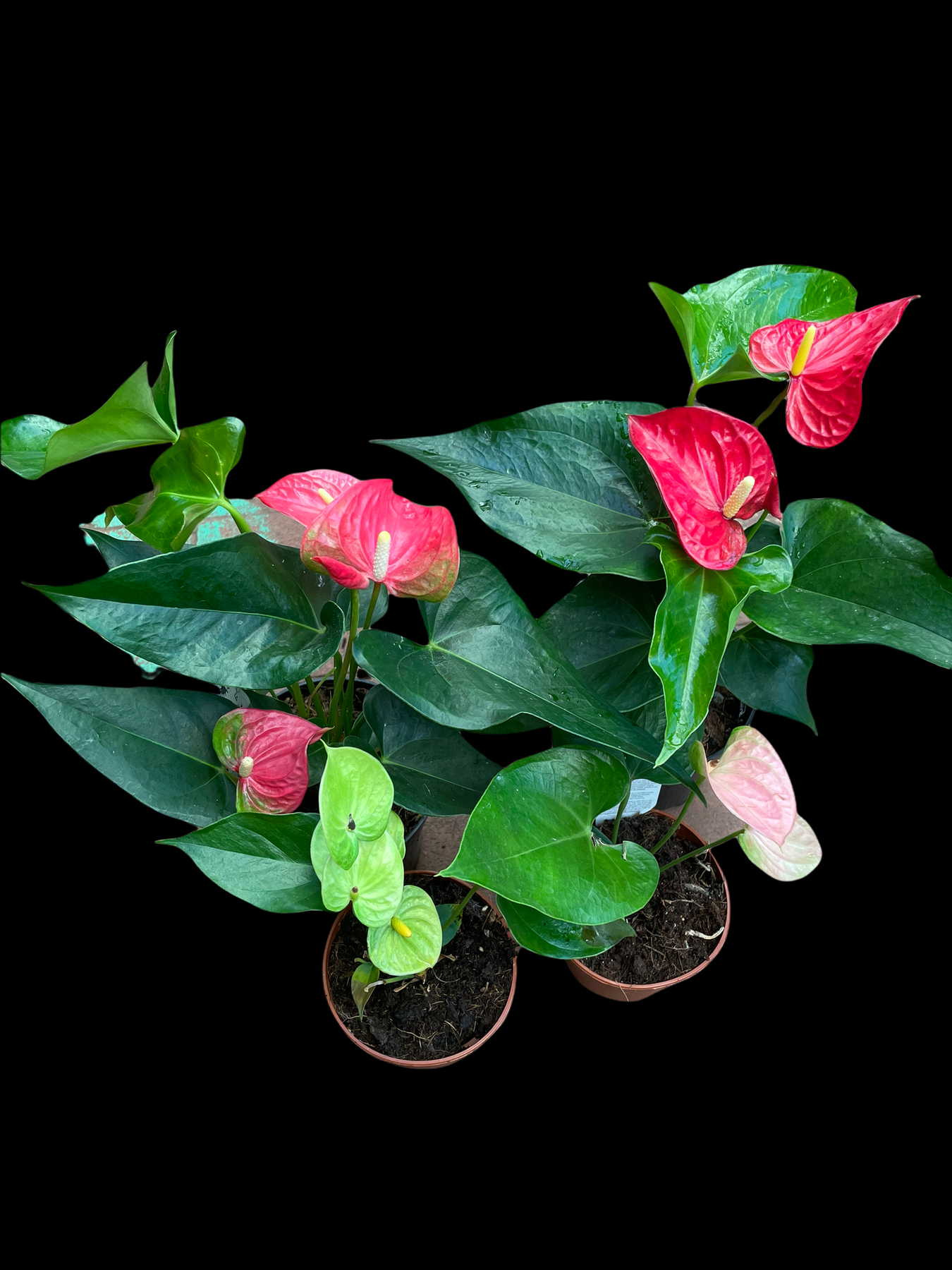 Flowering (Dutch) Anthurium – Jordan's Jungle
