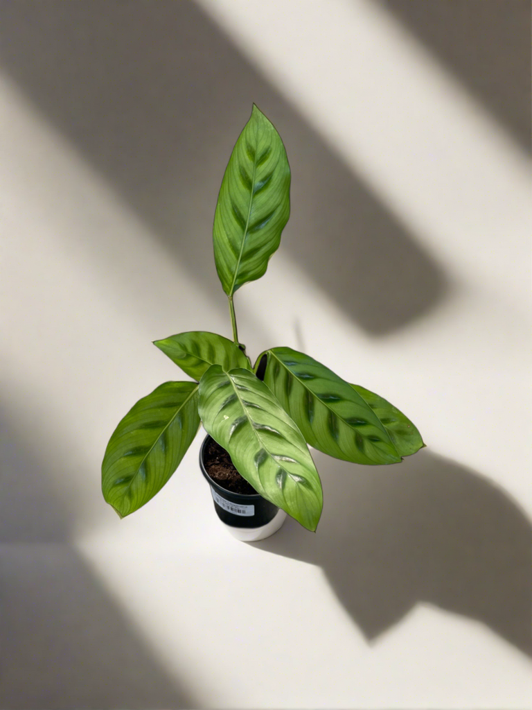 Calathea leopardina – Jordan's Jungle
