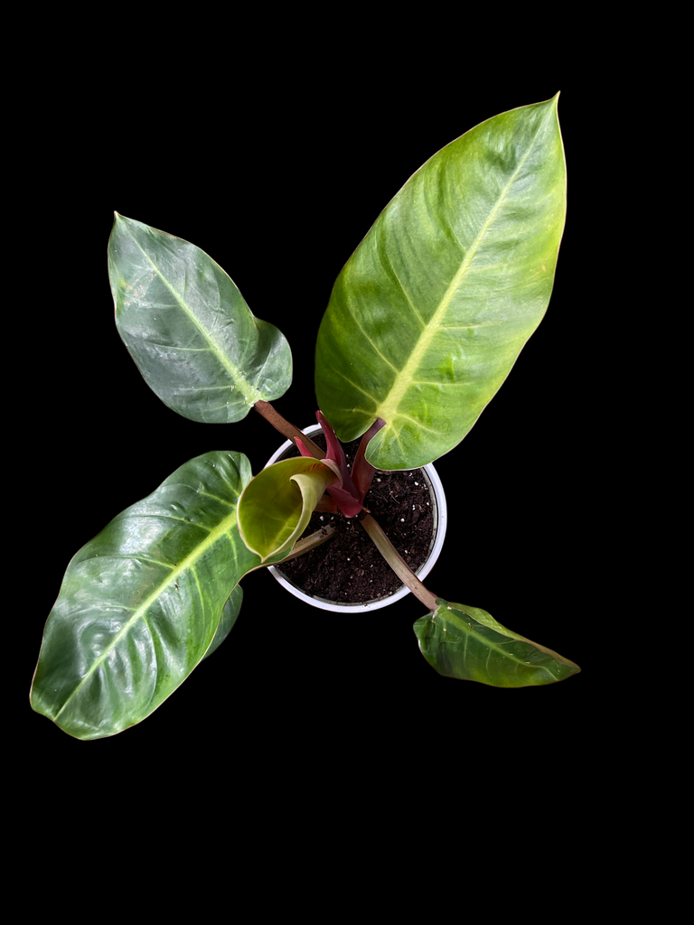 Philodendron 'Linnaei' – Jordan's Jungle